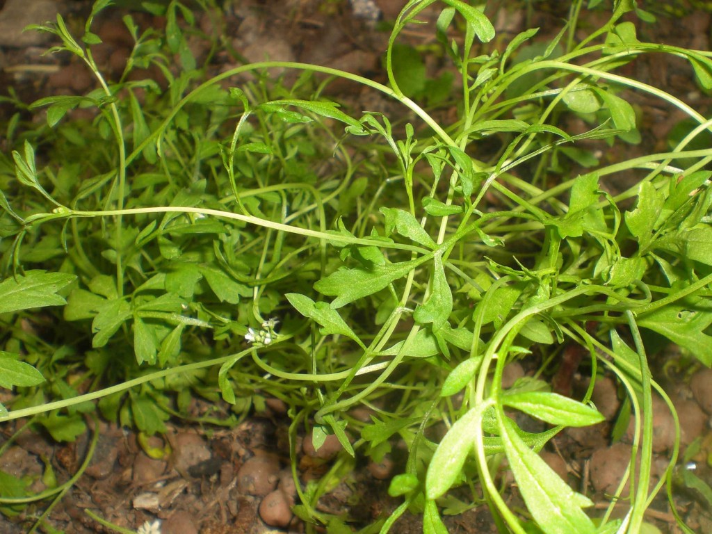 Knæhøj karse – en guide til det grønne drys